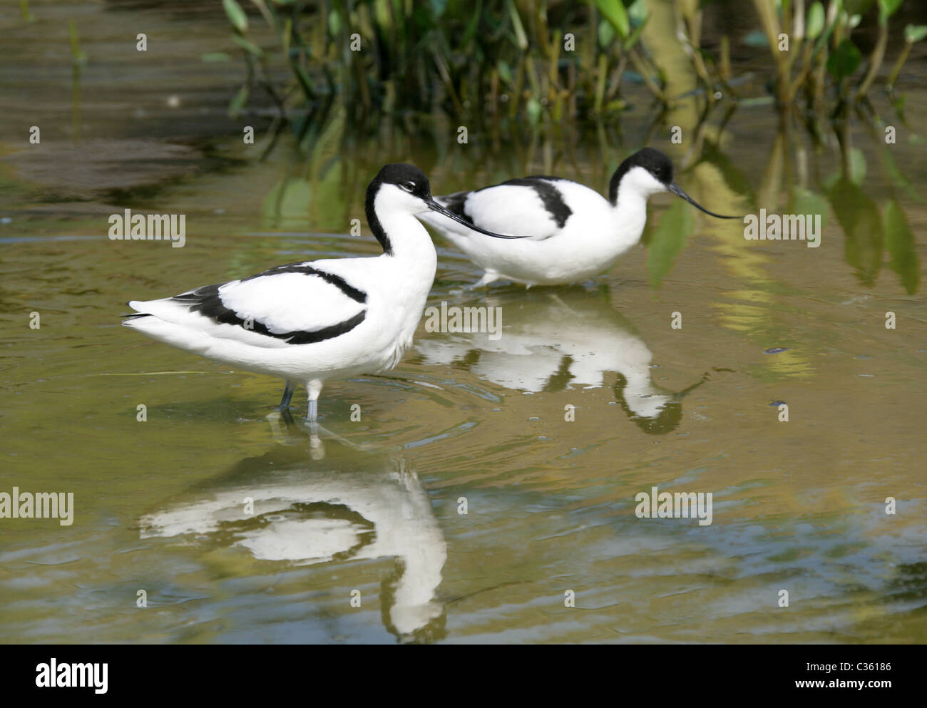 Pied or European Avocet, Recurvirostra avosetta, Recurvirostridae Stock ...