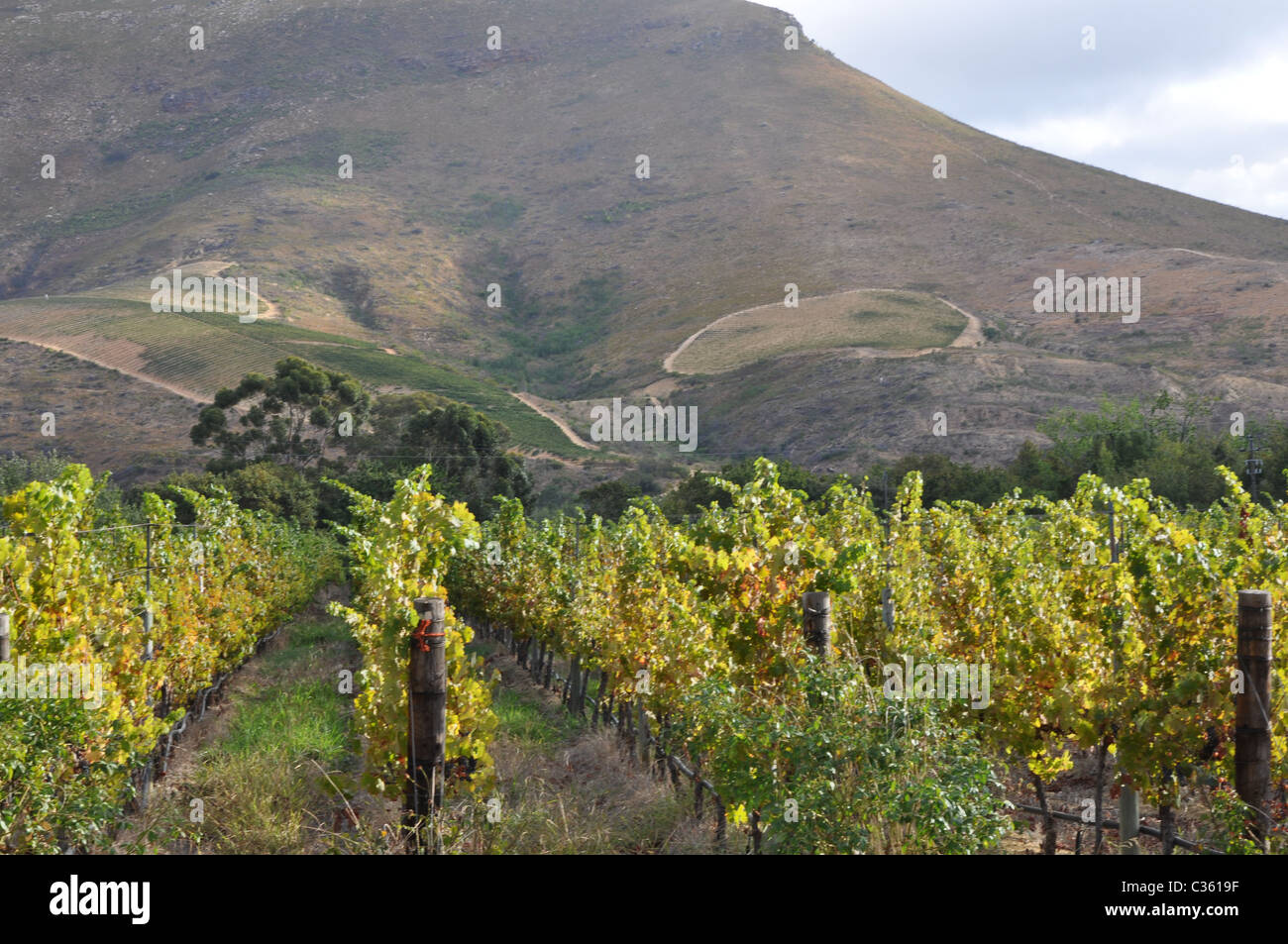 Winery, grape vines, grapes, The area around Stellenbosch Stock Photo ...