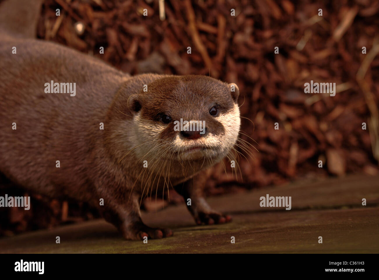 Otter nature hi-res stock photography and images - Alamy