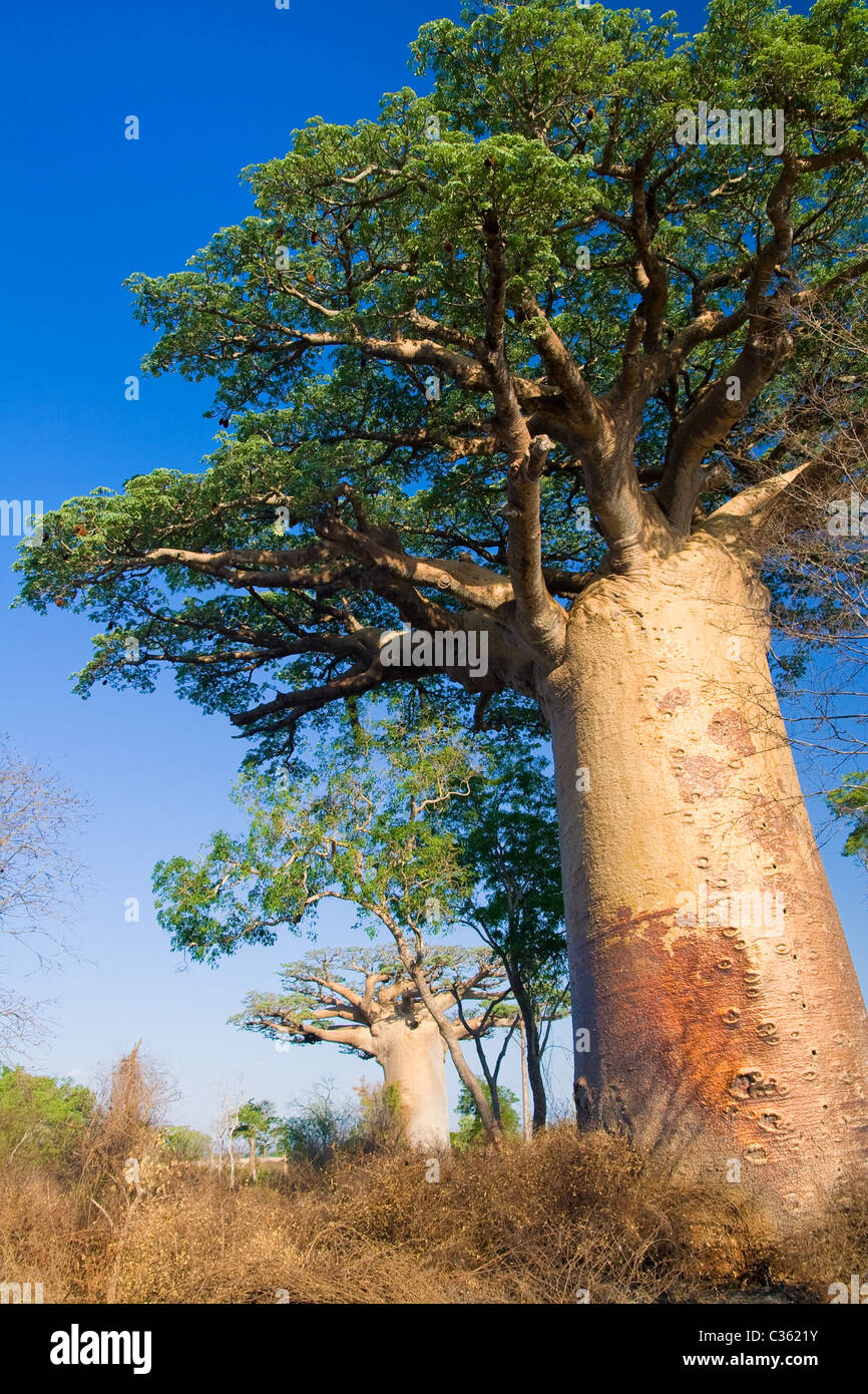 Baobab tree from Madagascar Stock Photo - Alamy