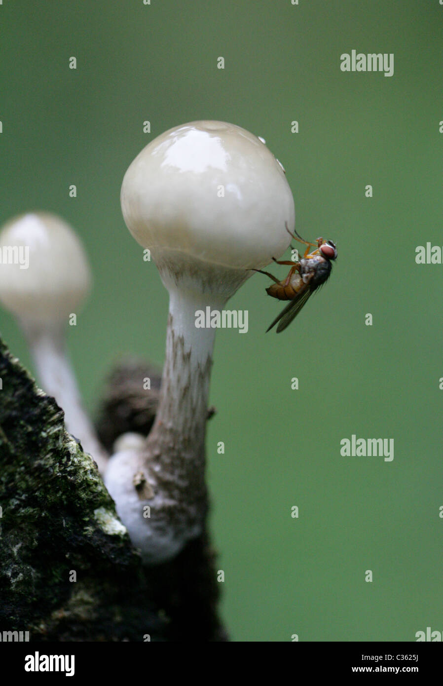 Face Fly, Autumn House-fly or Cattle Fly, Musca autumnalis, Muscidae ...