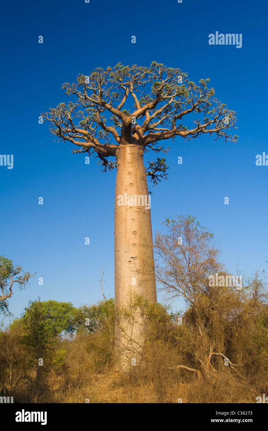 Baobab tree from Madagascar Stock Photo - Alamy