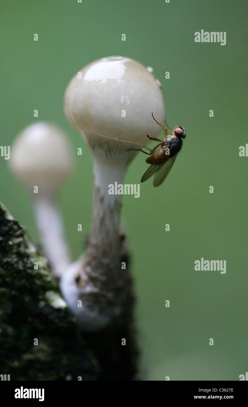 Face Fly, Autumn House-fly or Cattle Fly, Musca autumnalis, Muscidae ...