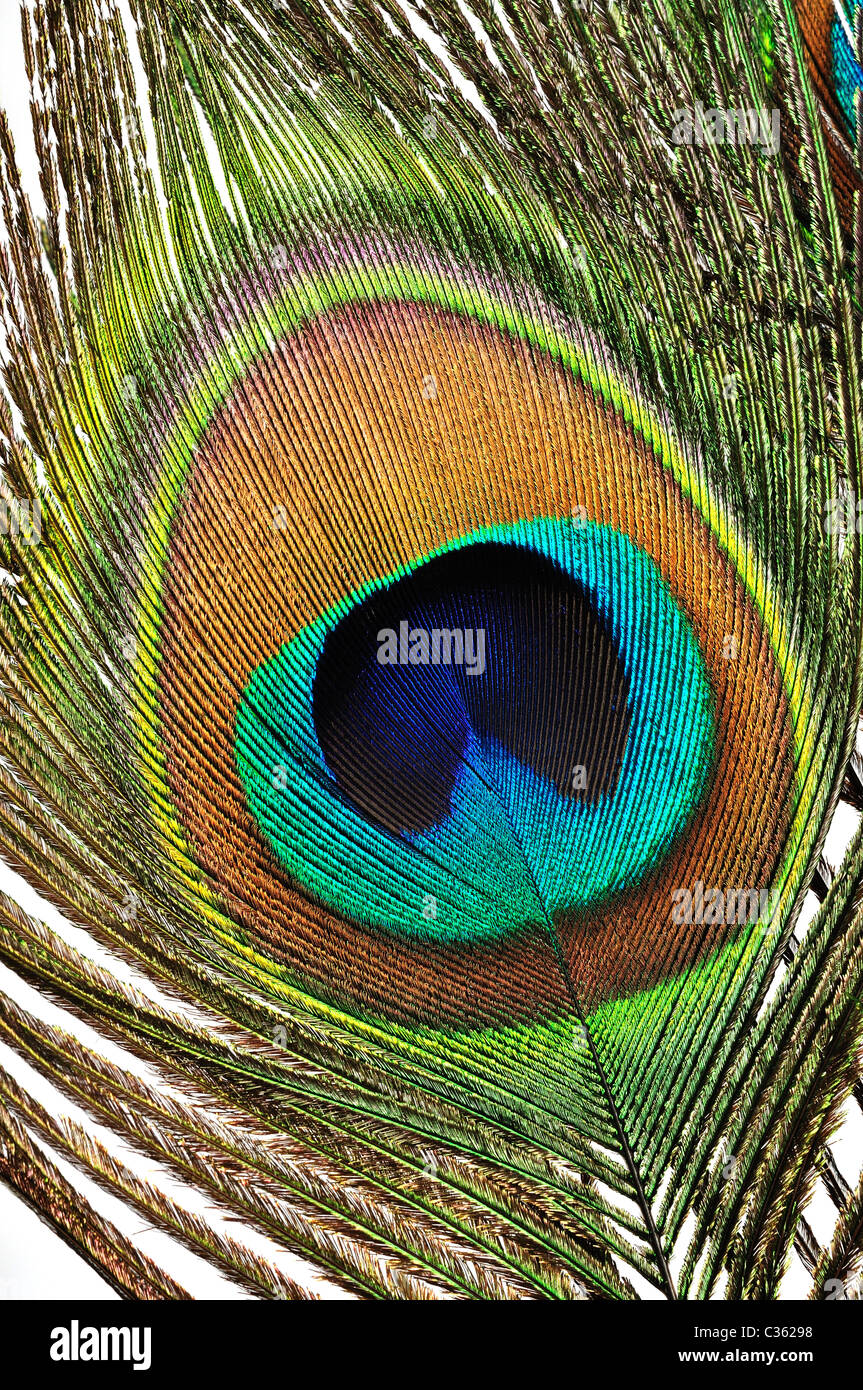 The peacock feather hi-res stock photography and images - Alamy