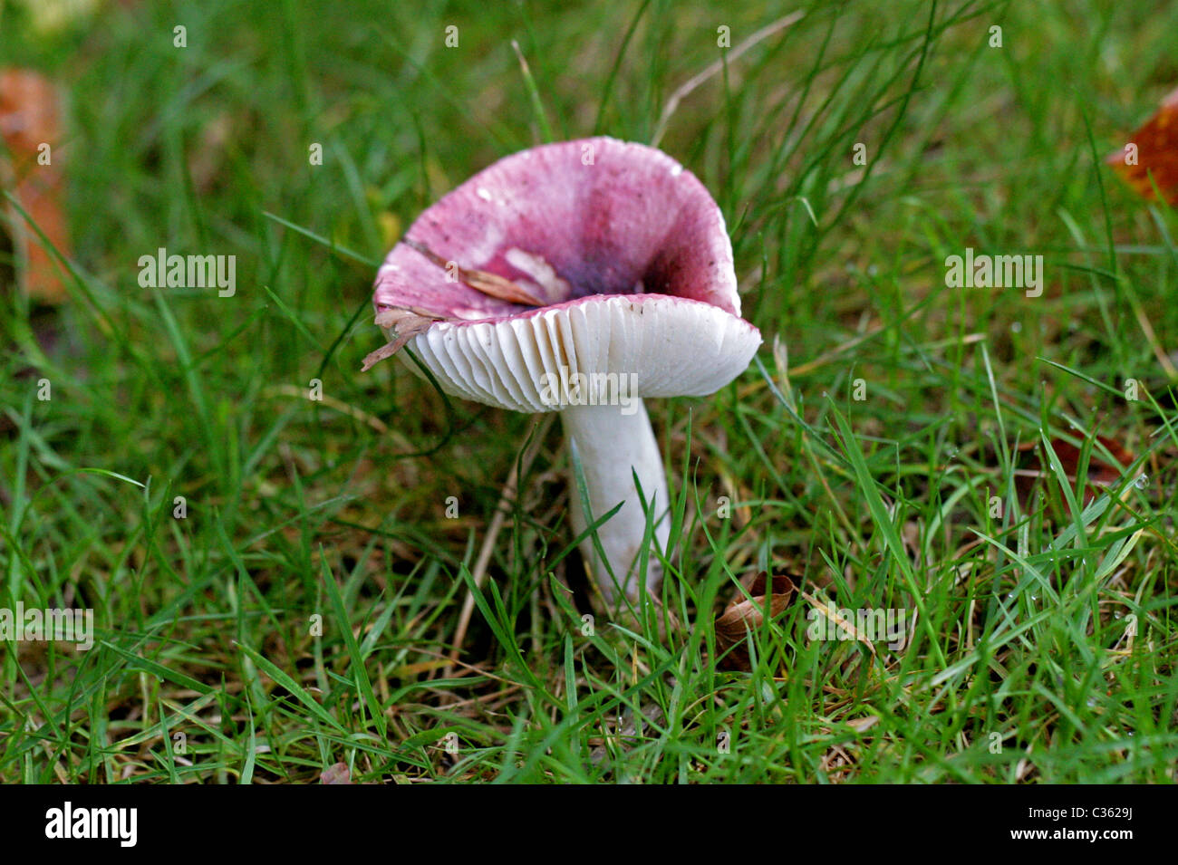 The Flirt, Russula vesca, Russulaceae. Pink Fungus, Mushroom Stock ...
