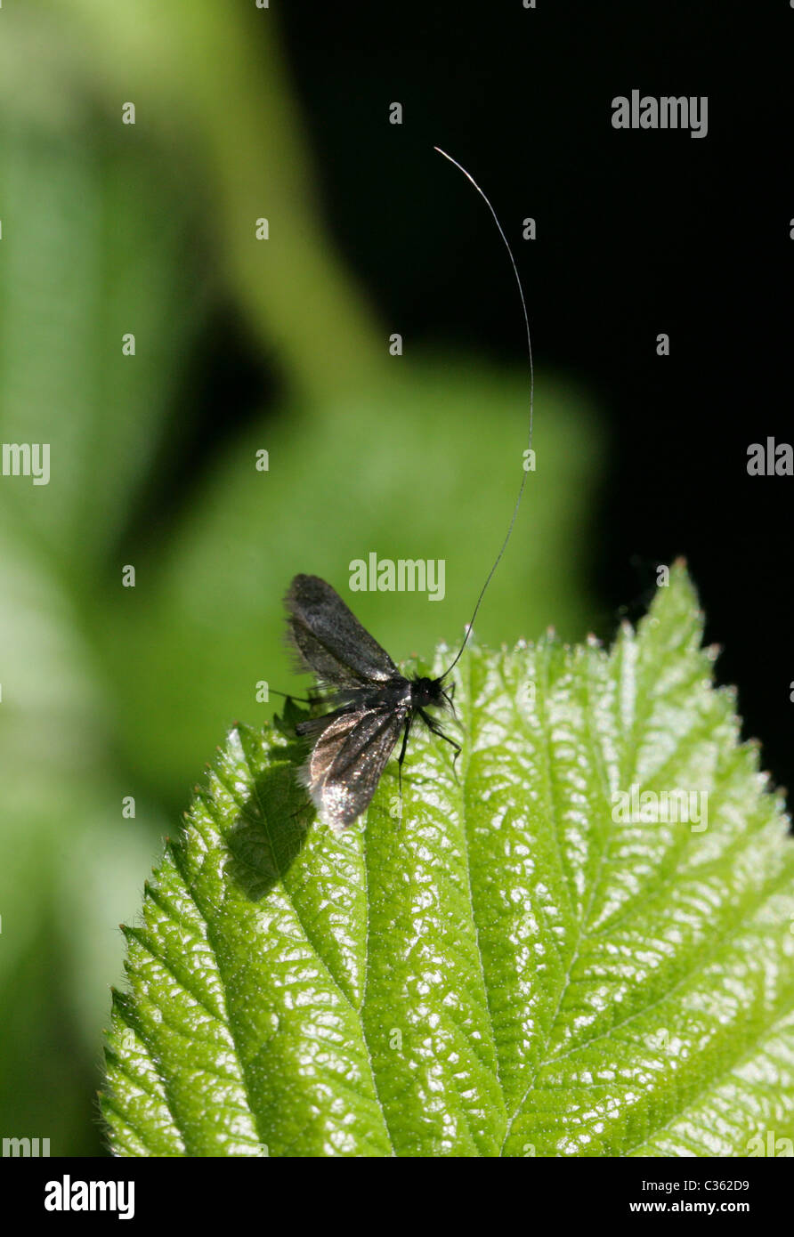 Male Green Longhorn Moth, Adela reaumurella, Adelidae Stock Photo - Alamy