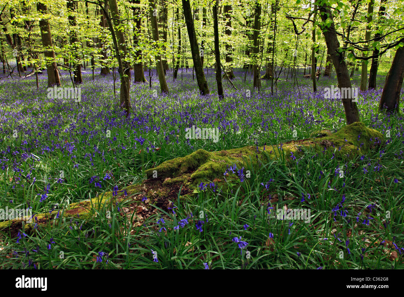Coldwaltham Park Bluebell wood, Coldwaltham, West Sussex, Picturesque ...