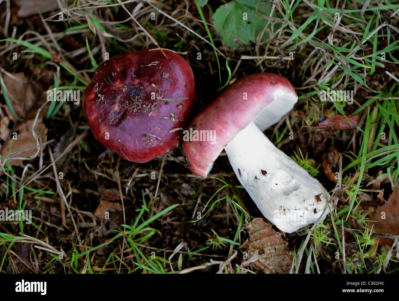 Blackish Purple Russula or Purple Brittlegill, Russula atropurpurea ...