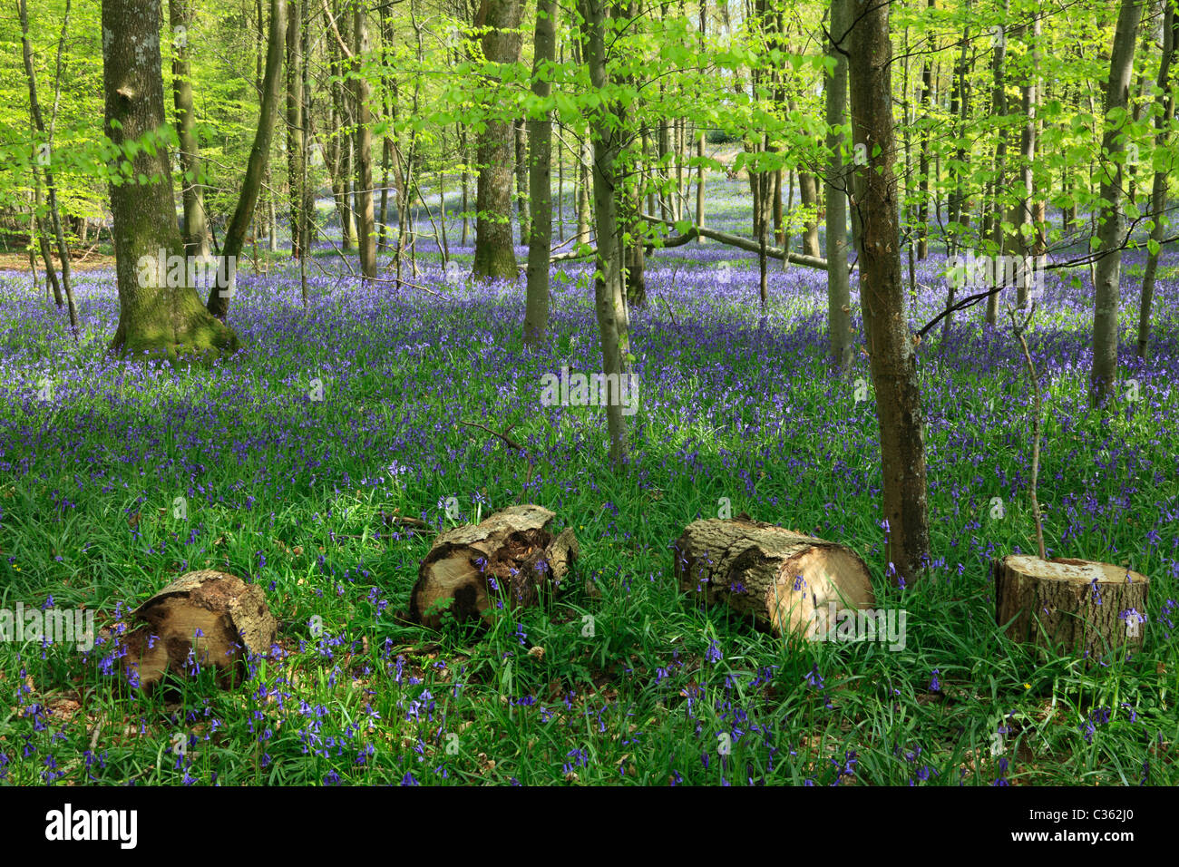 Coldwaltham park bluebell wood hi-res stock photography and images - Alamy