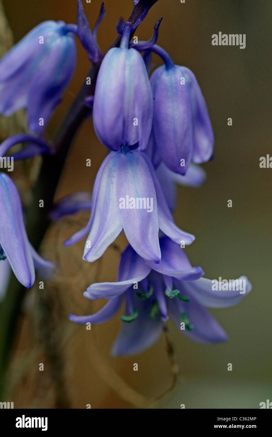 Bluebell flowers bees hi-res stock photography and images - Alamy