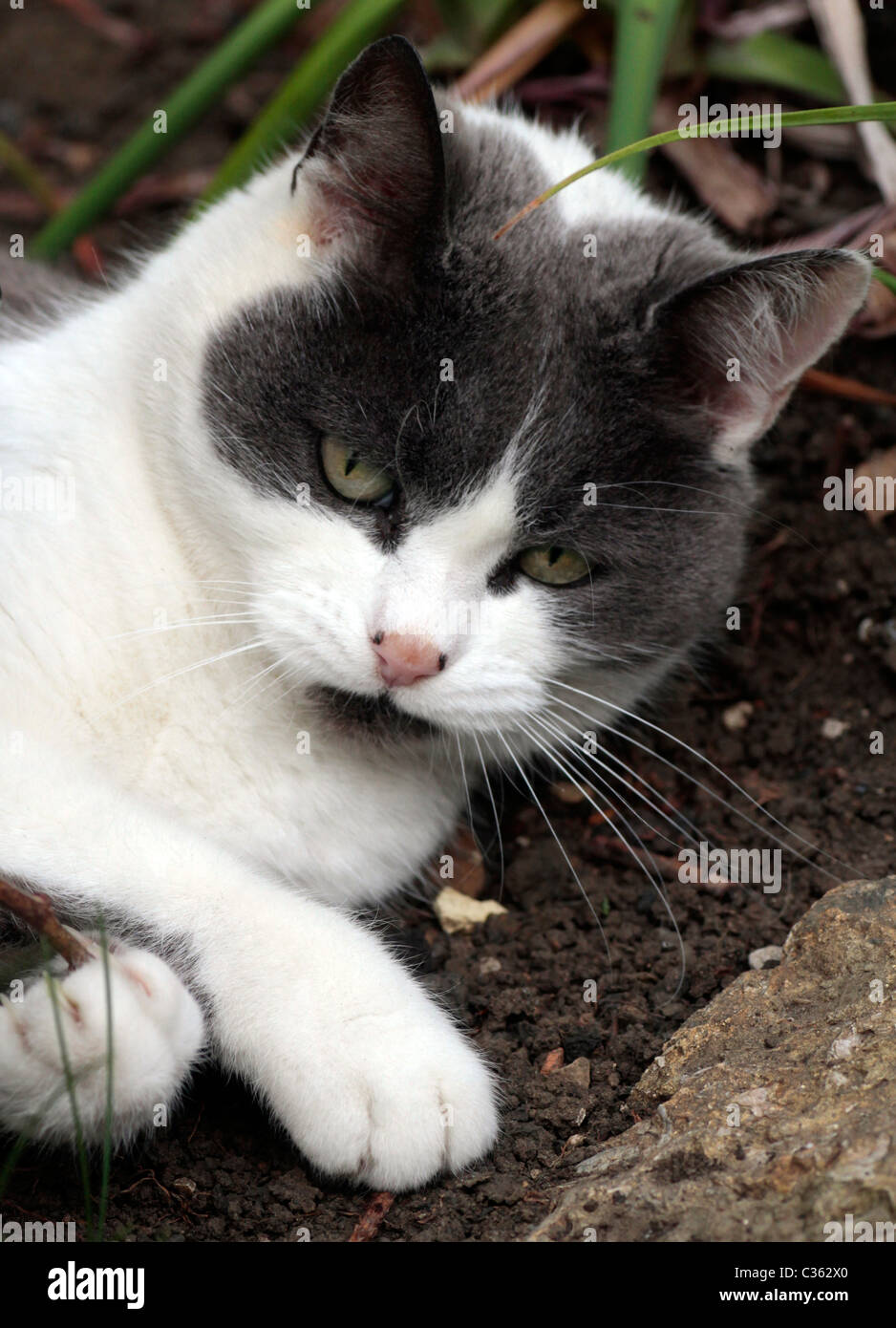 Domestic cat in garden Stock Photo - Alamy