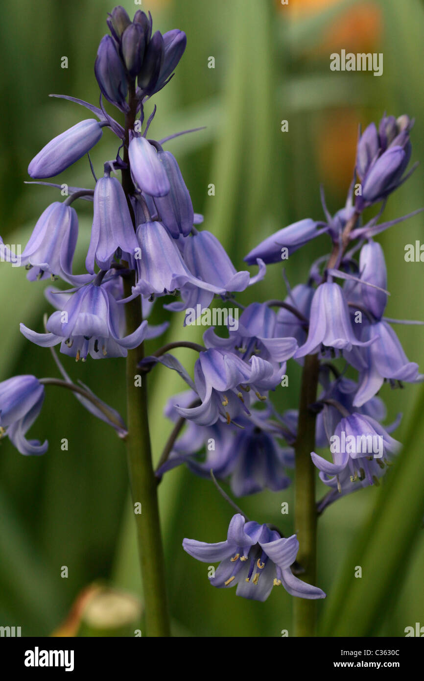 Close up photograph of Bluebells Stock Photo - Alamy