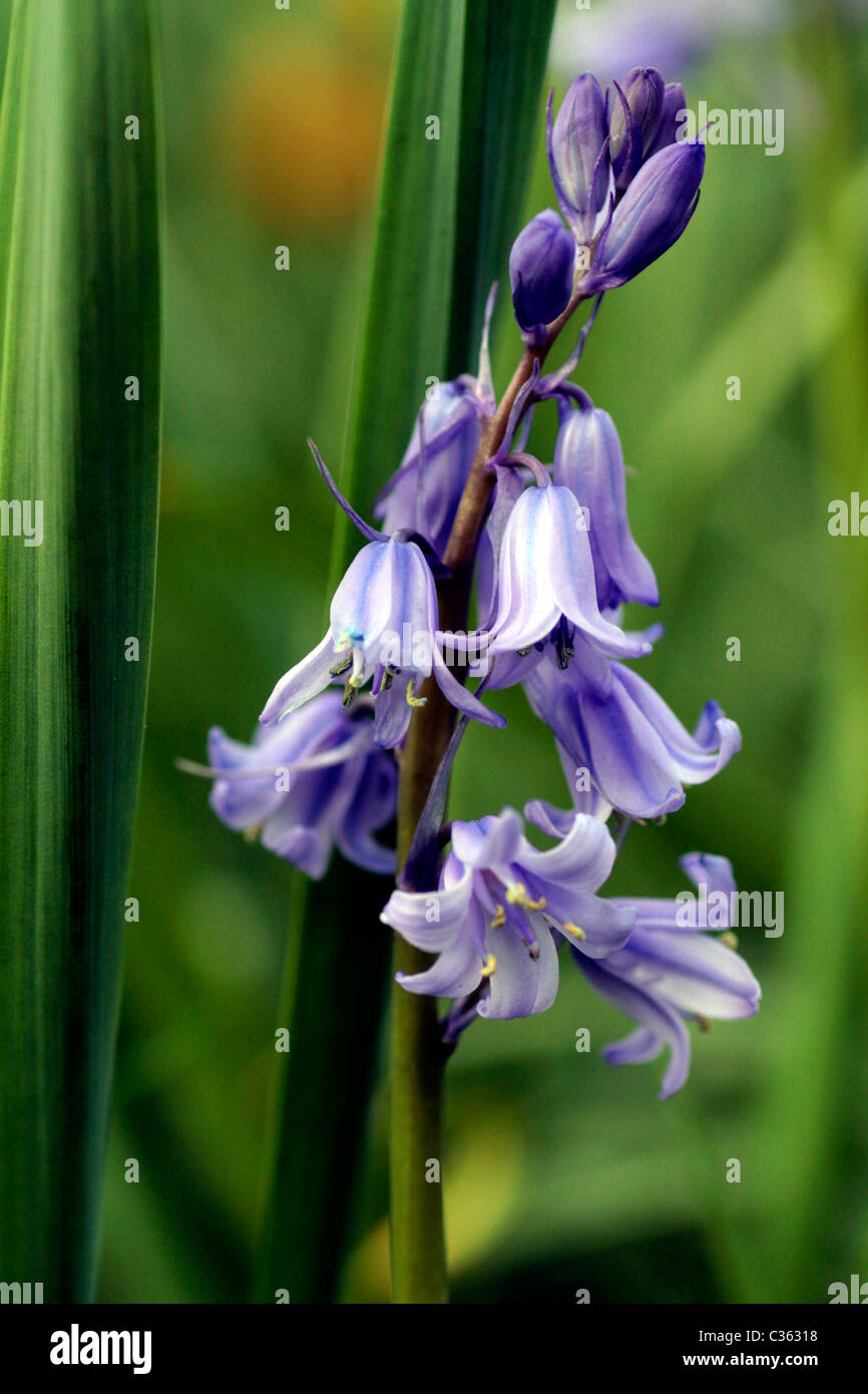 Bluebell flowers bees hi-res stock photography and images - Alamy