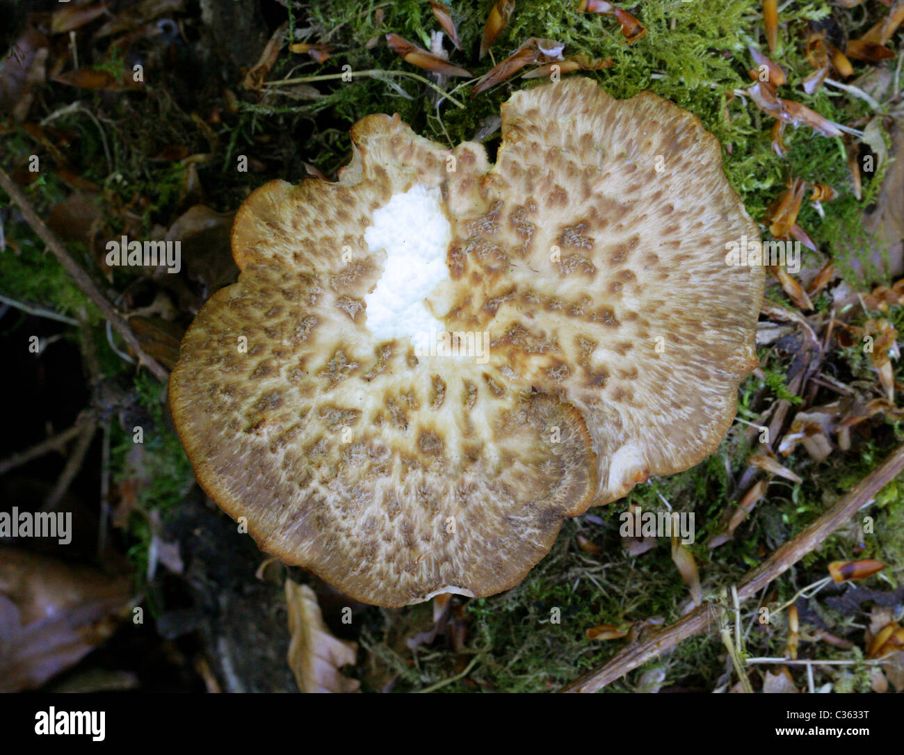 Tuberous Polypore, Polyporus tuberaster, Polyporaceae. Whippendell ...