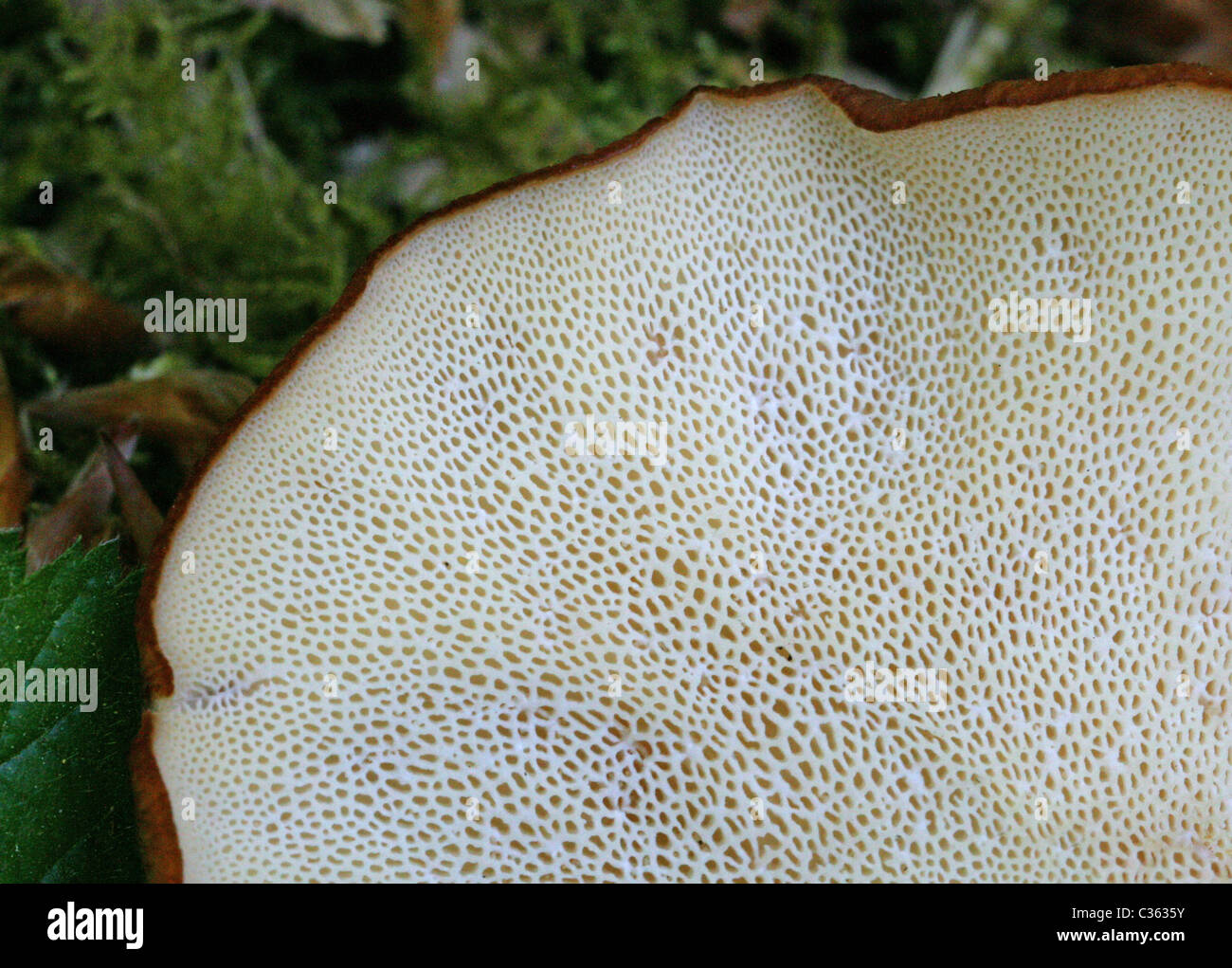 Tuberous Polypore, Polyporus tuberaster, Polyporaceae. Underside ...