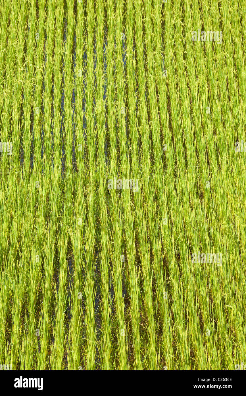 Paddy field background hi-res stock photography and images - Alamy