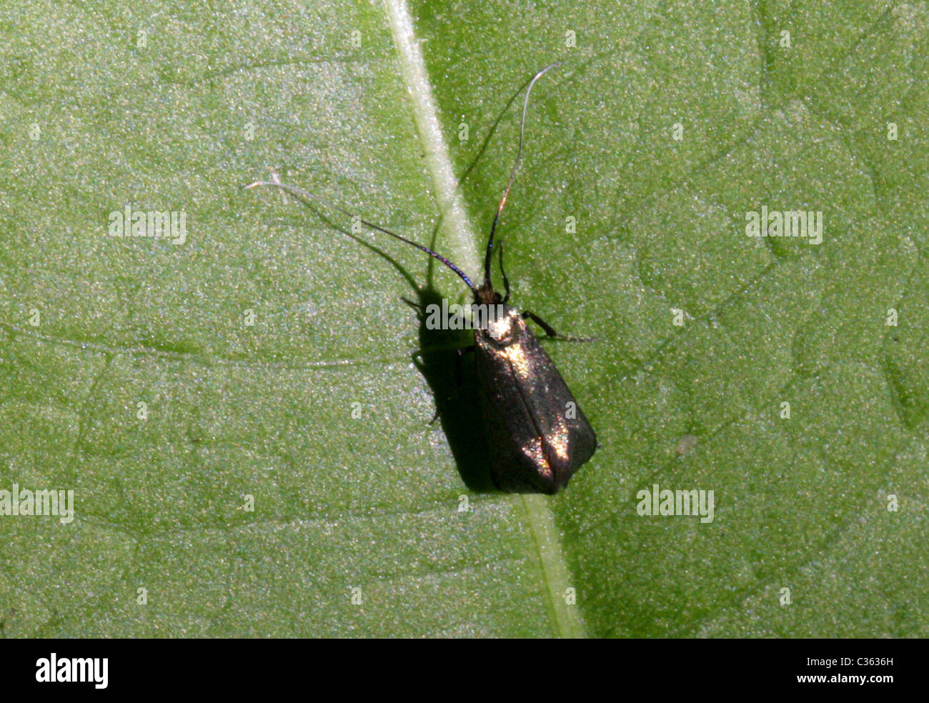 Longhorn Micro Moth, Cauchas fibulella (Adela fibulella), Adelidae ...