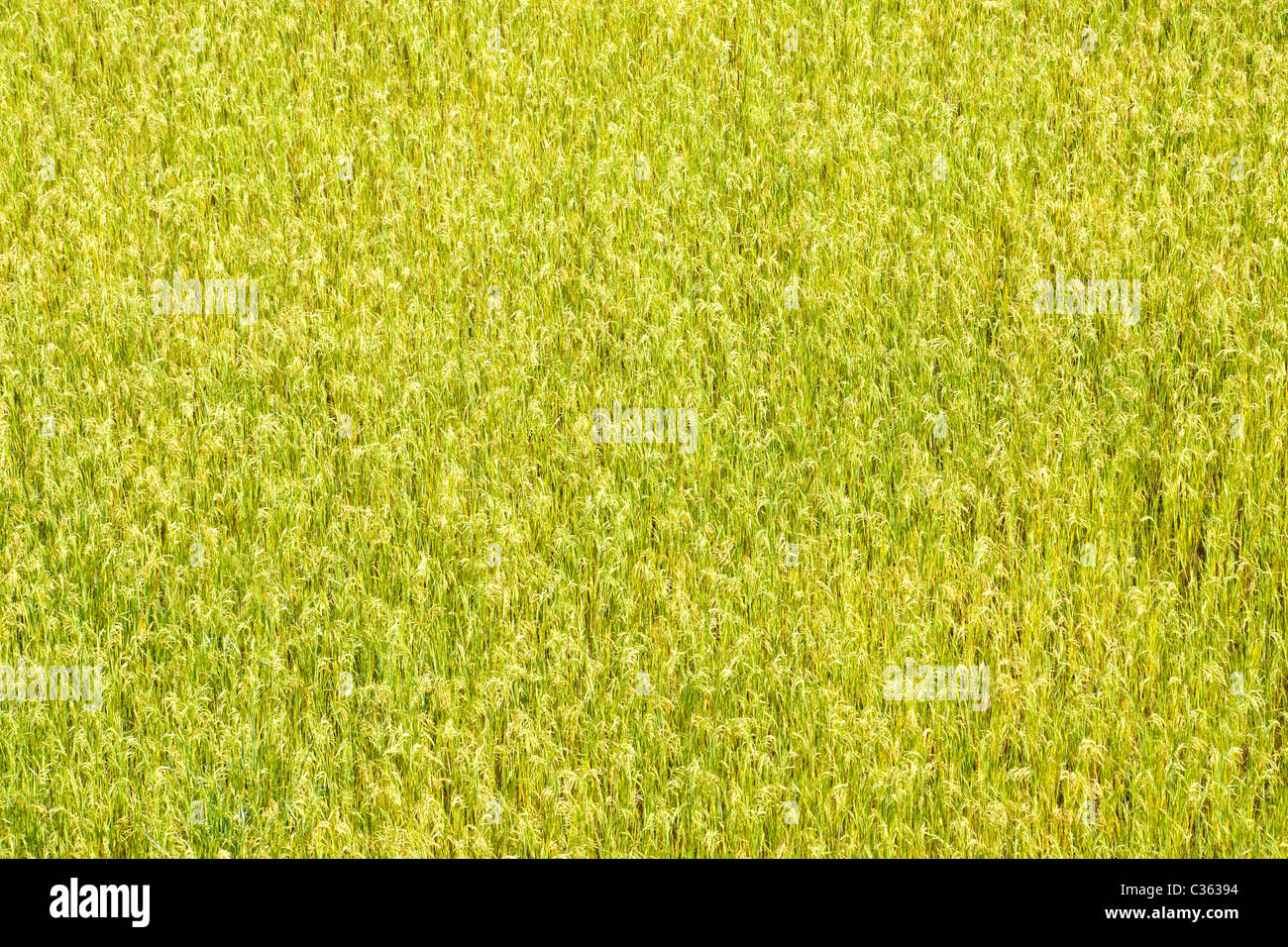 Green paddy field hi-res stock photography and images - Alamy