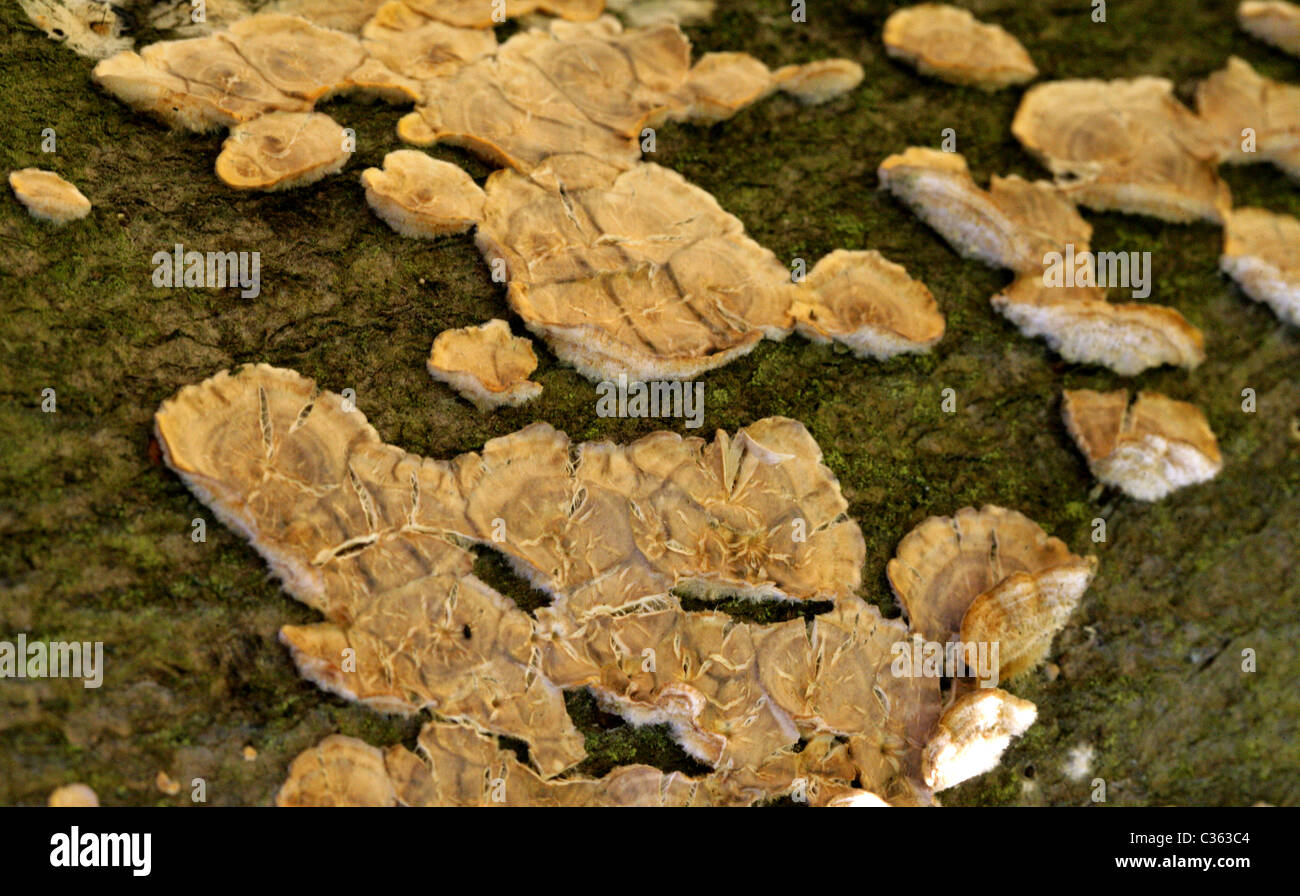 Wrinkled Crust, Phlebia radiata, Meruliaceae. A Resupinate Fungus Stock ...