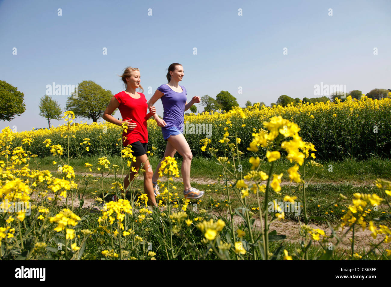 Two female hobby runners, jogging on a path through a yellow rape field ...