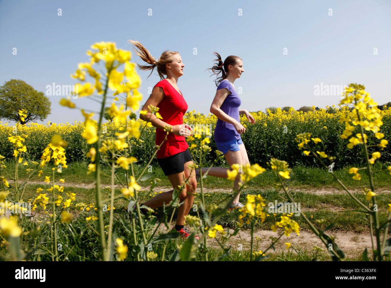Two female hobby runners, jogging on a path through a yellow rape field ...