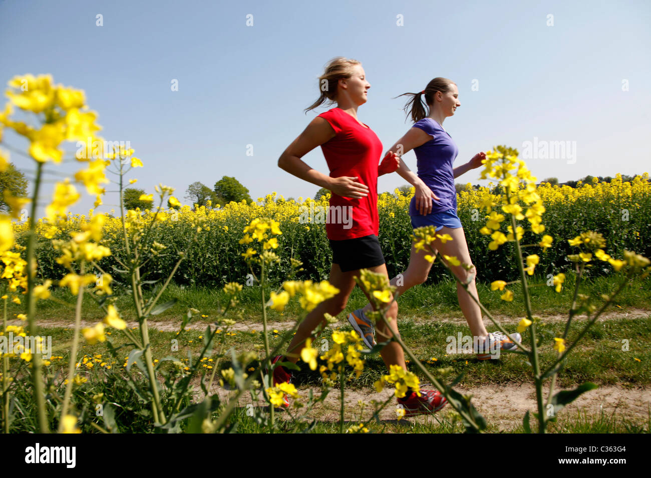 Two female hobby runners, jogging on a path through a yellow rape field ...