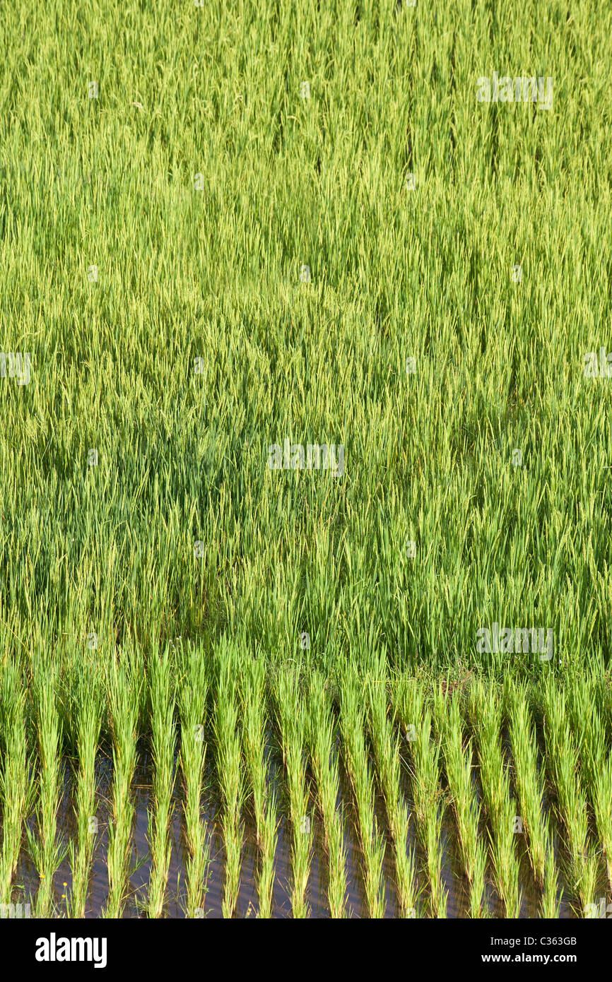 Green paddy field hi-res stock photography and images - Alamy