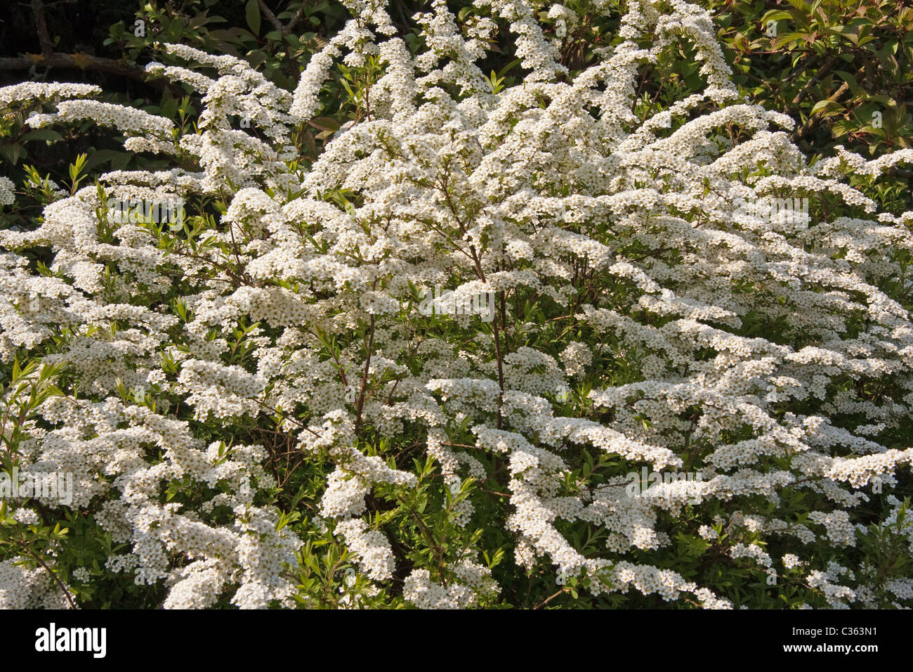 Spiraea arguta shrub with white spring flowers Stock Photo: 36399357 ...
