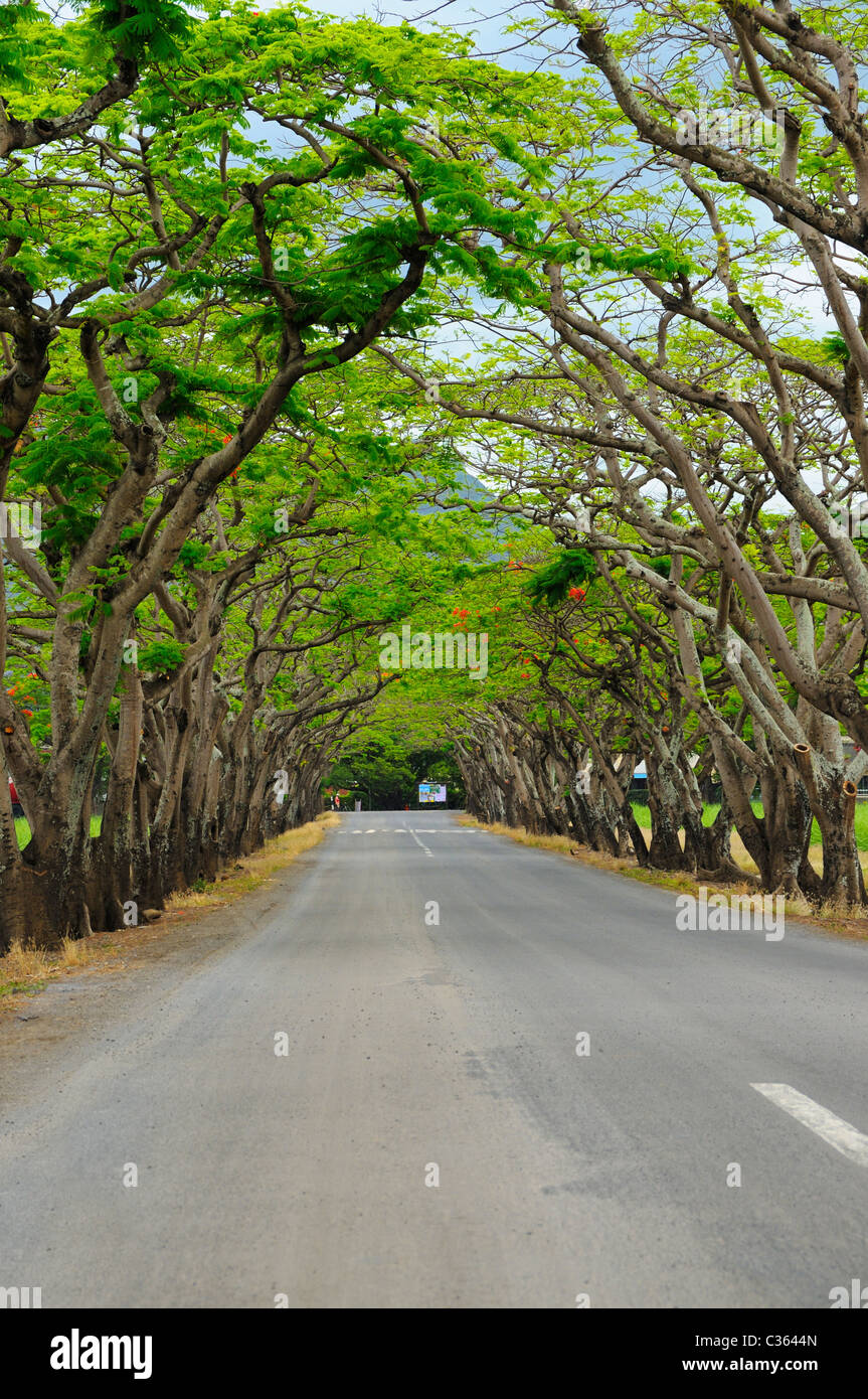 Road lined trees in mauritius hi-res stock photography and images - Alamy