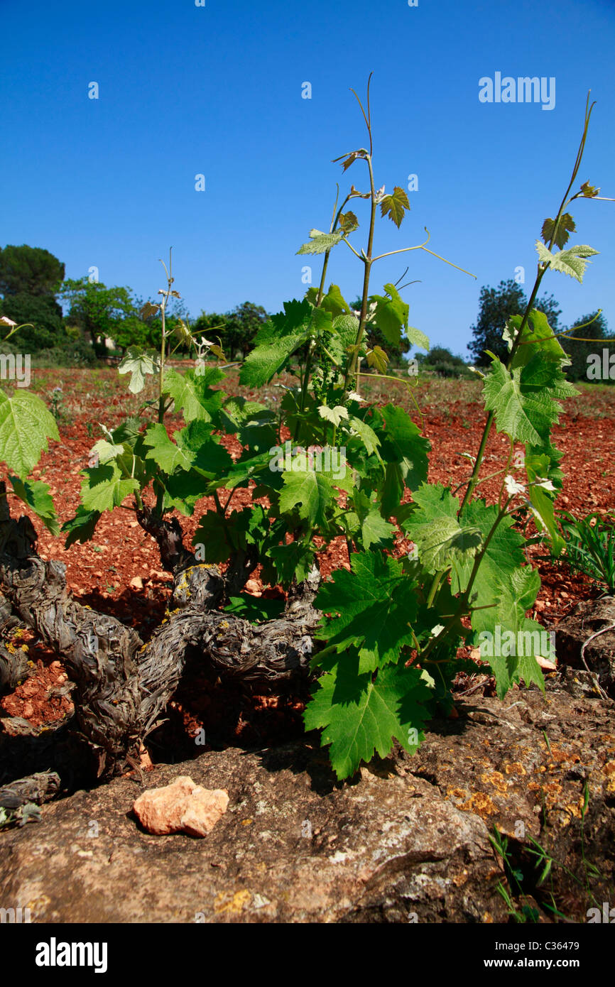 Grapevine, detail view Stock Photo - Alamy