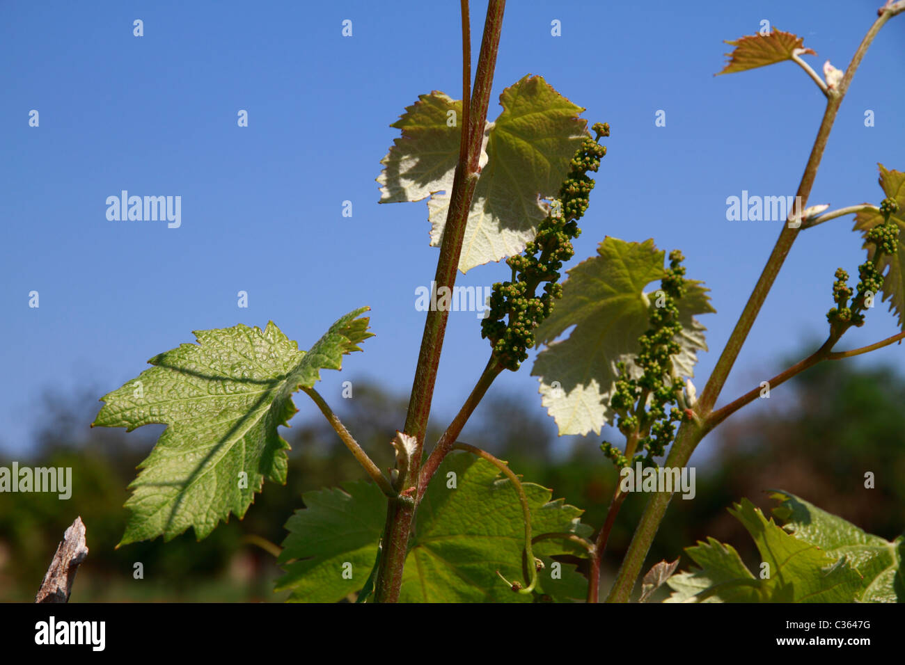 Grapevine, detail view Stock Photo - Alamy