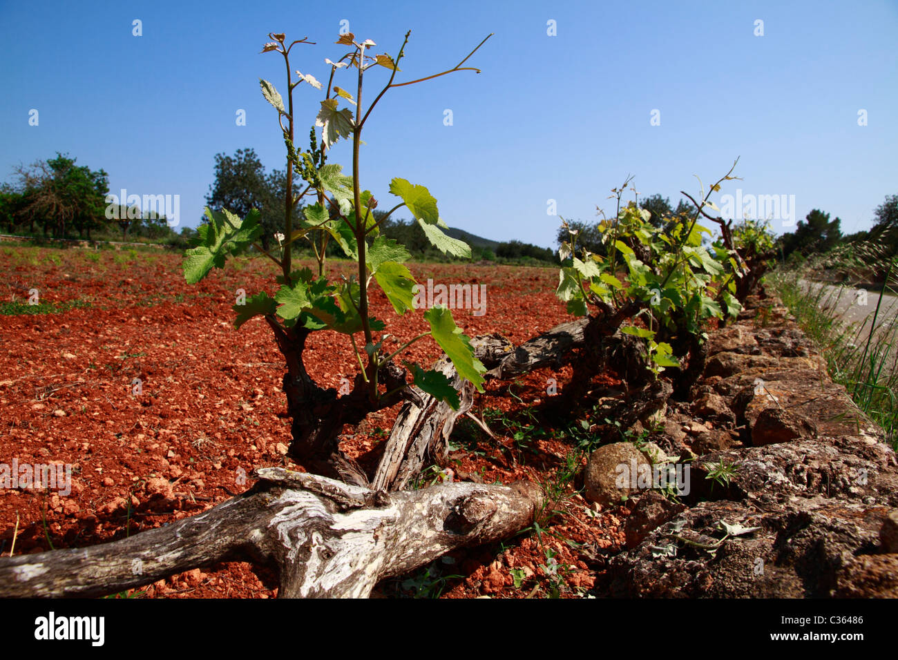 Grapevine, detail view Stock Photo - Alamy