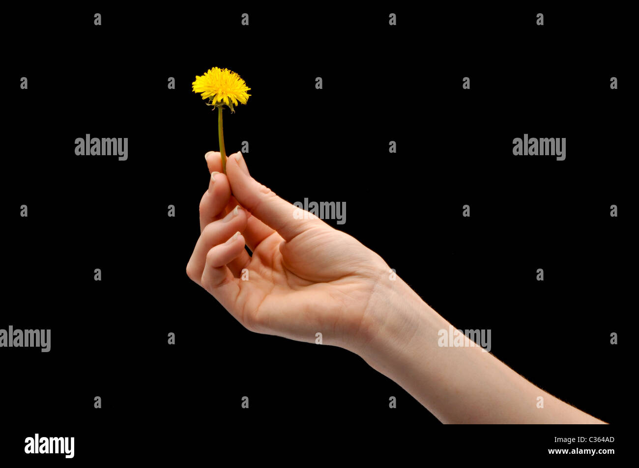 hand holding dandilion Stock Photo - Alamy
