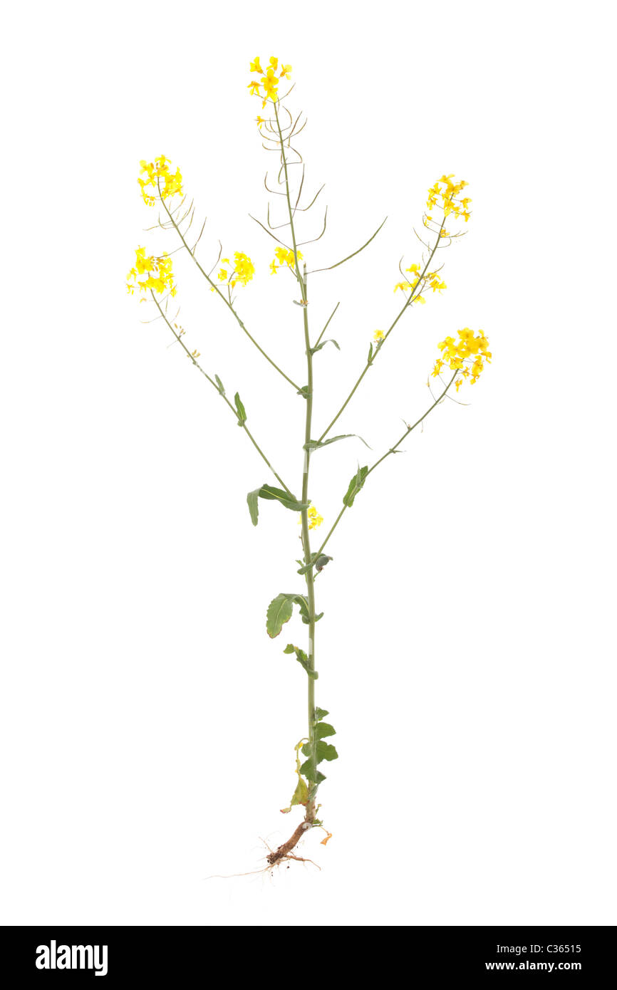 brassica napus oilseed rape plant isolated on white background Stock ...