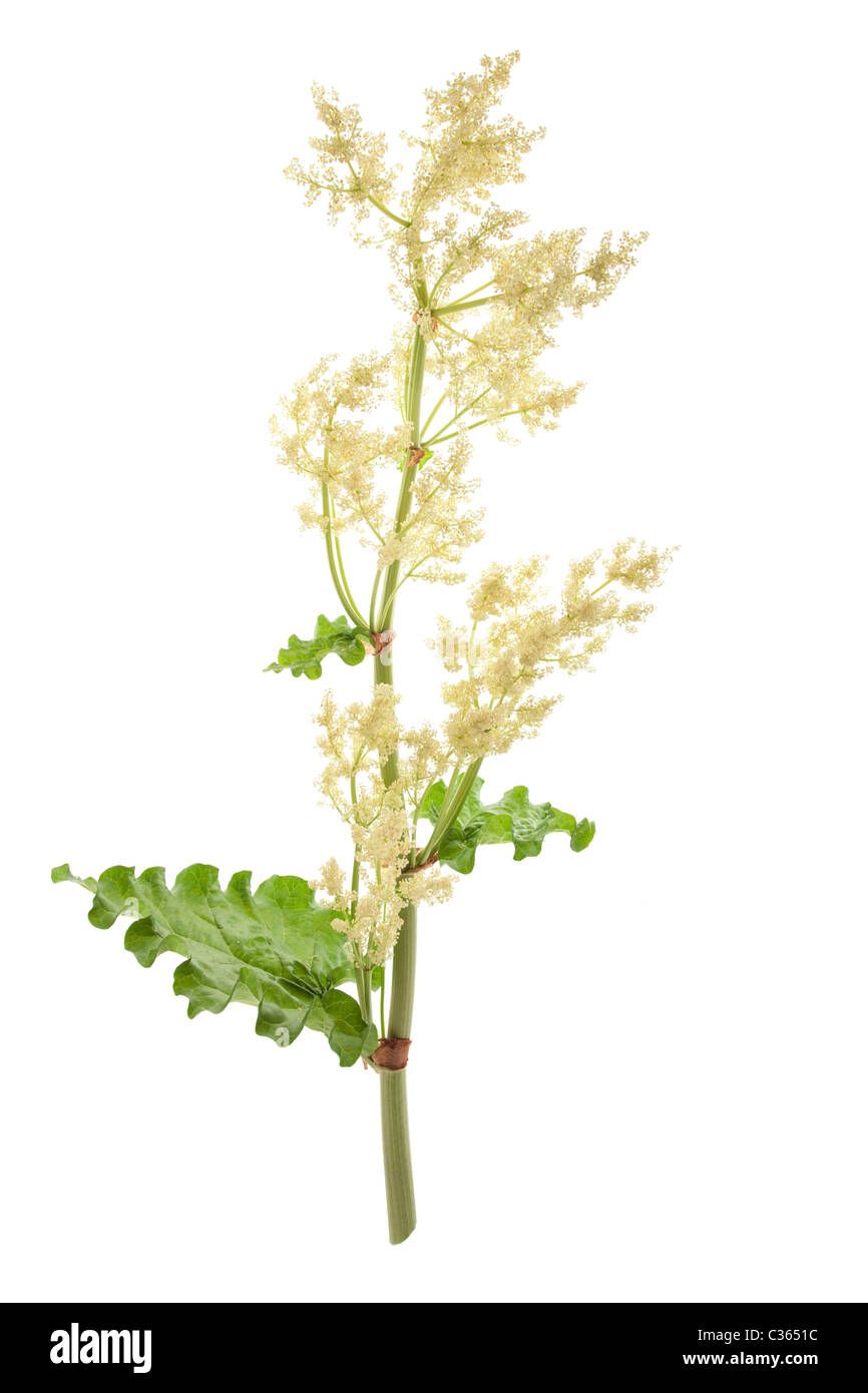 Rhubarb flowers hi-res stock photography and images - Alamy