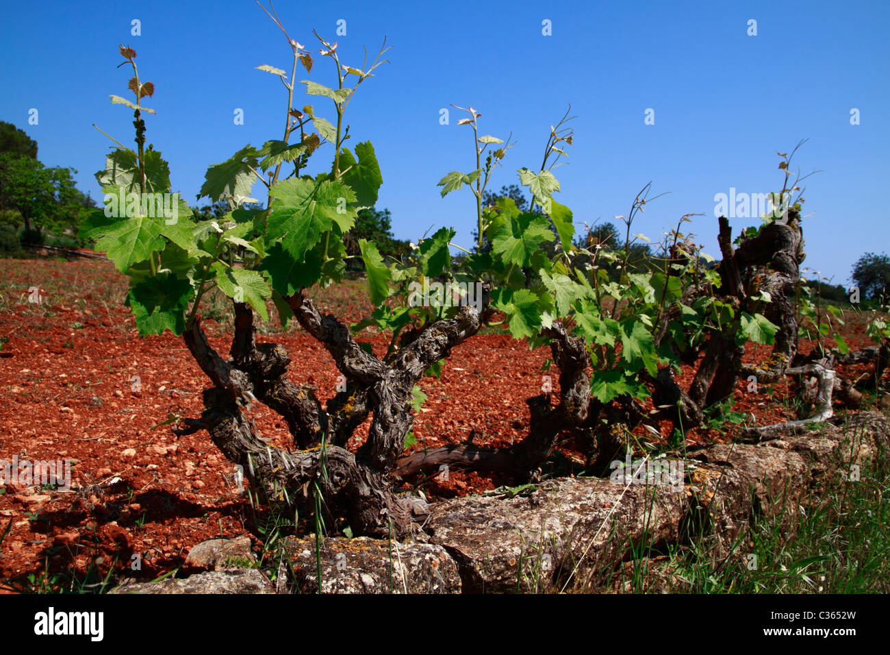 Grapevine, detail view Stock Photo - Alamy