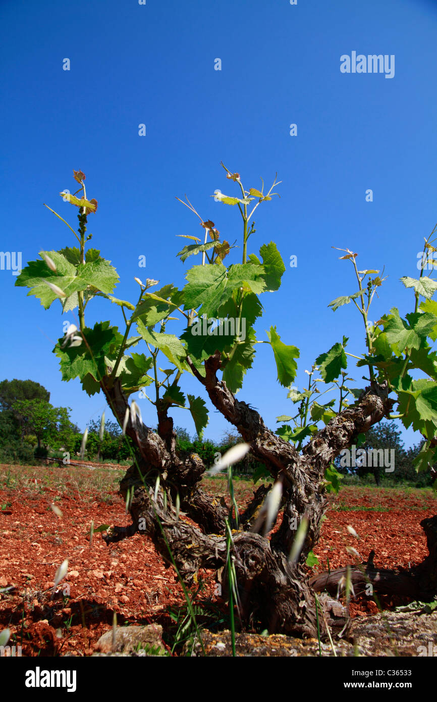 Grapevine, detail view Stock Photo - Alamy