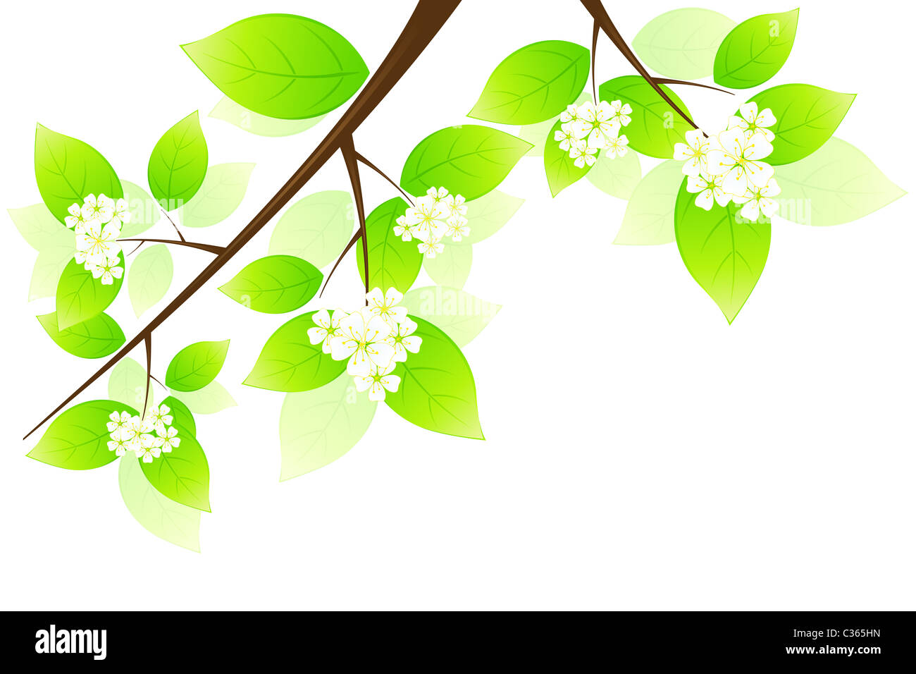 Two flower branches hi-res stock photography and images - Alamy