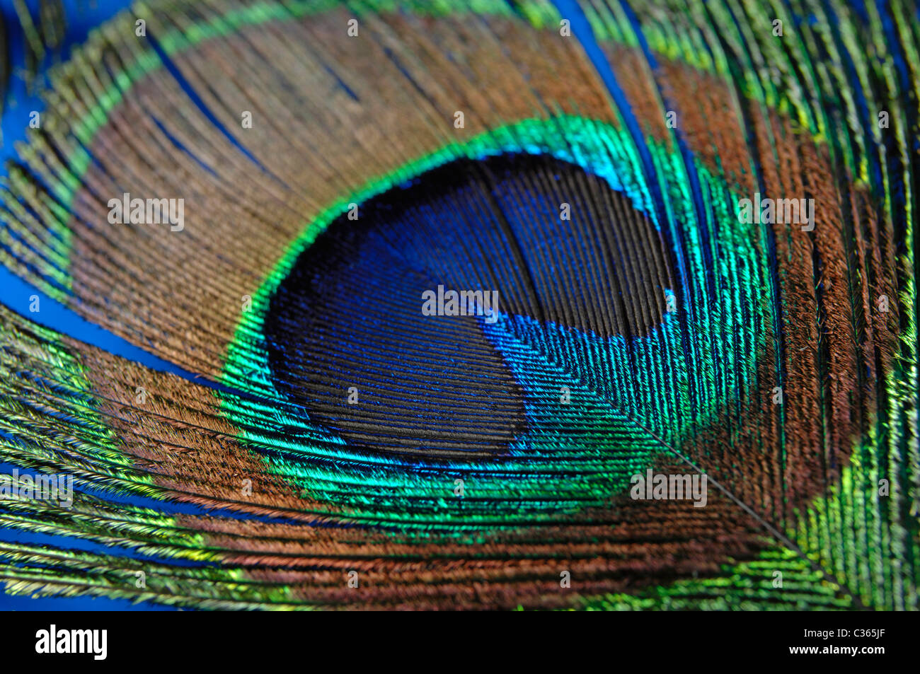 Colorful peacock feather texture background Stock Photo - Alamy
