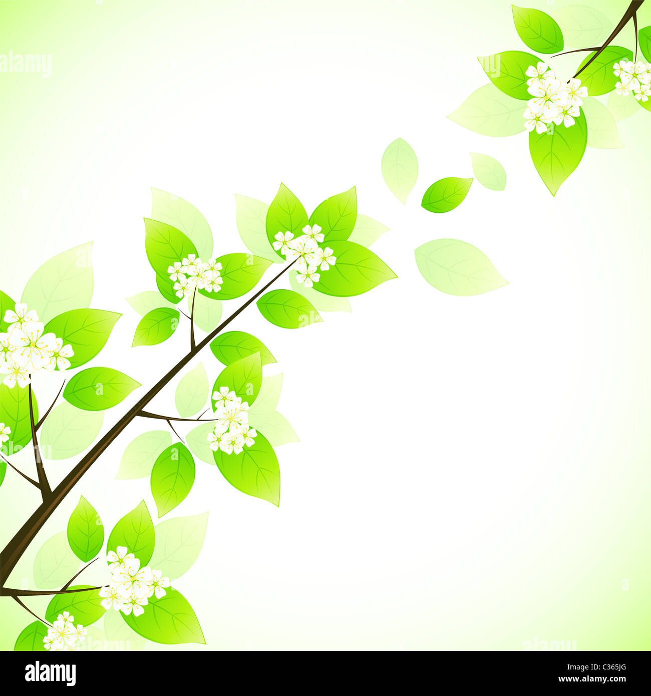 Two Spring tree branches with flowers for your design Stock Photo - Alamy