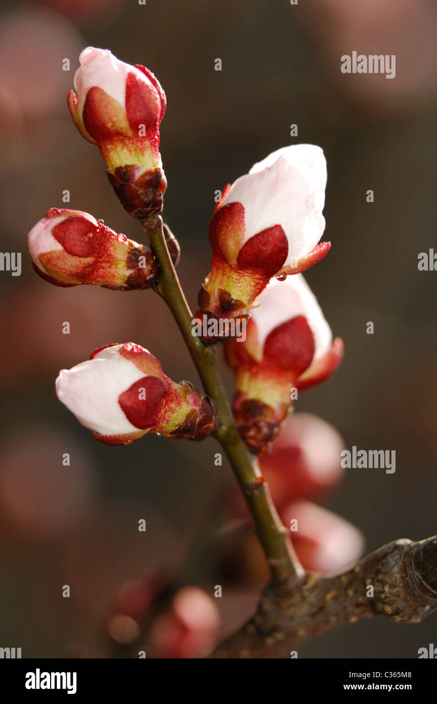 Buds of trees blossom hi-res stock photography and images - Alamy
