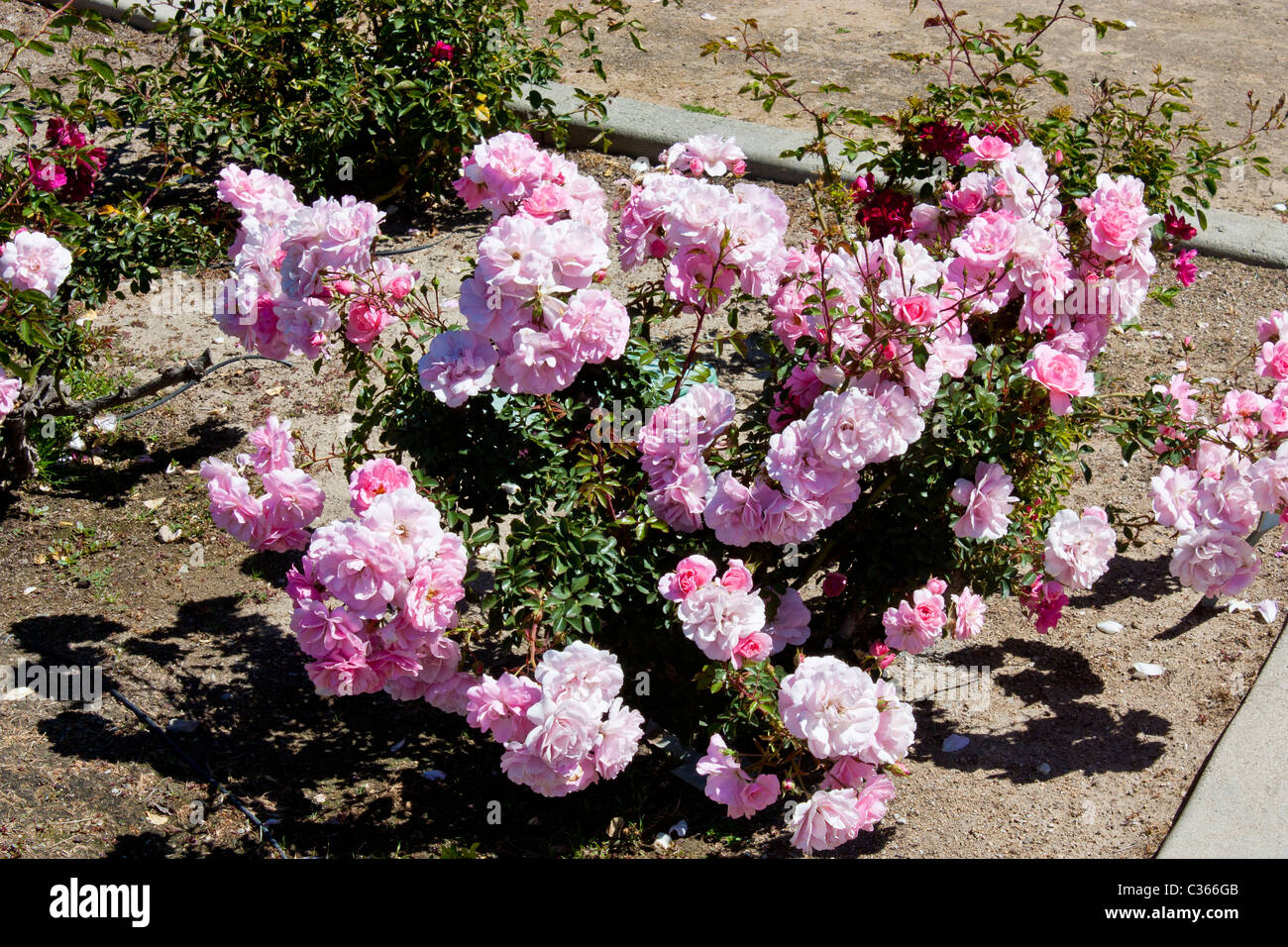 A heavily blossomed pink rose Stock Photo - Alamy