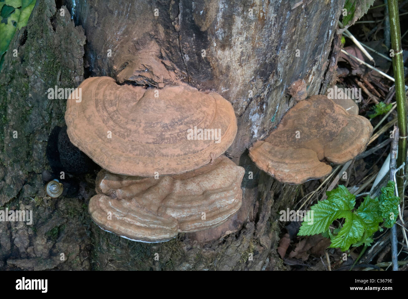 Artist's Conk fungus (Ganoderma applanatum Stock Photo - Alamy