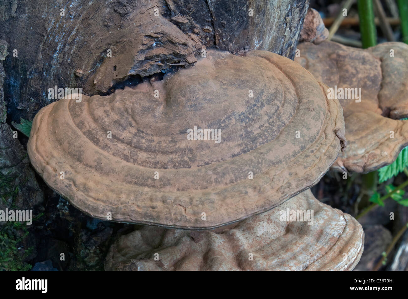 Artist's Conk fungus (Ganoderma applanatum Stock Photo - Alamy