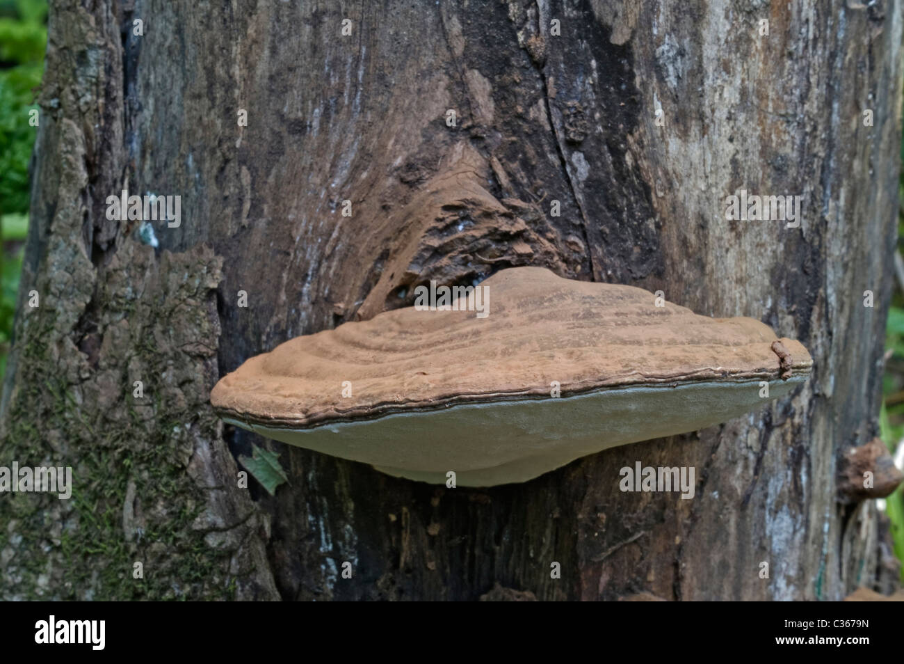 Artist's Conk fungus (Ganoderma applanatum Stock Photo - Alamy