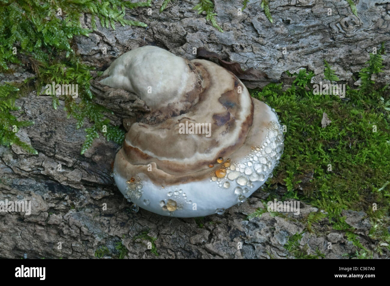 Artist's Conk fungus (Ganoderma applanatum Stock Photo - Alamy
