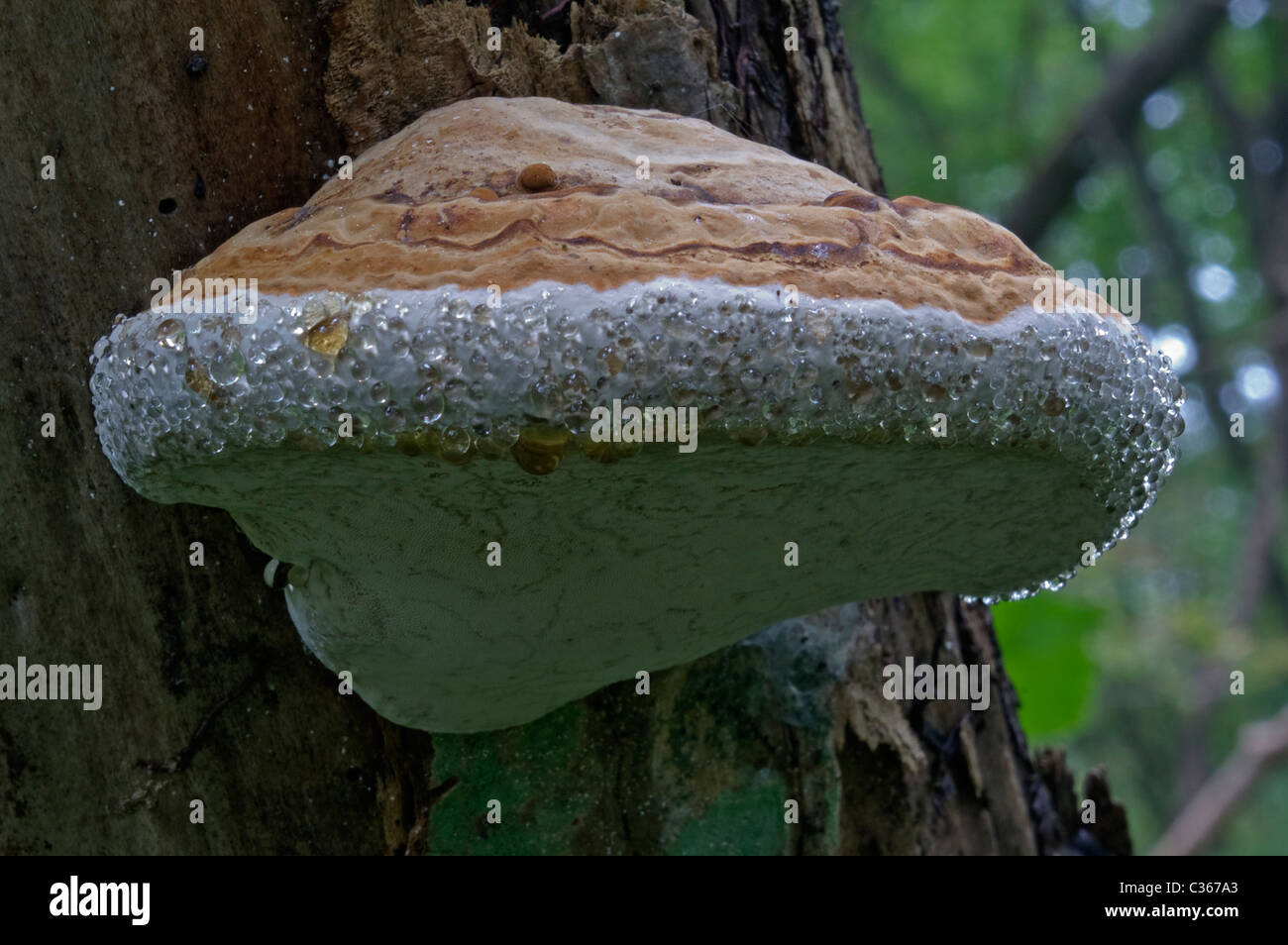 Artist's Conk fungus (Ganoderma applanatum Stock Photo - Alamy