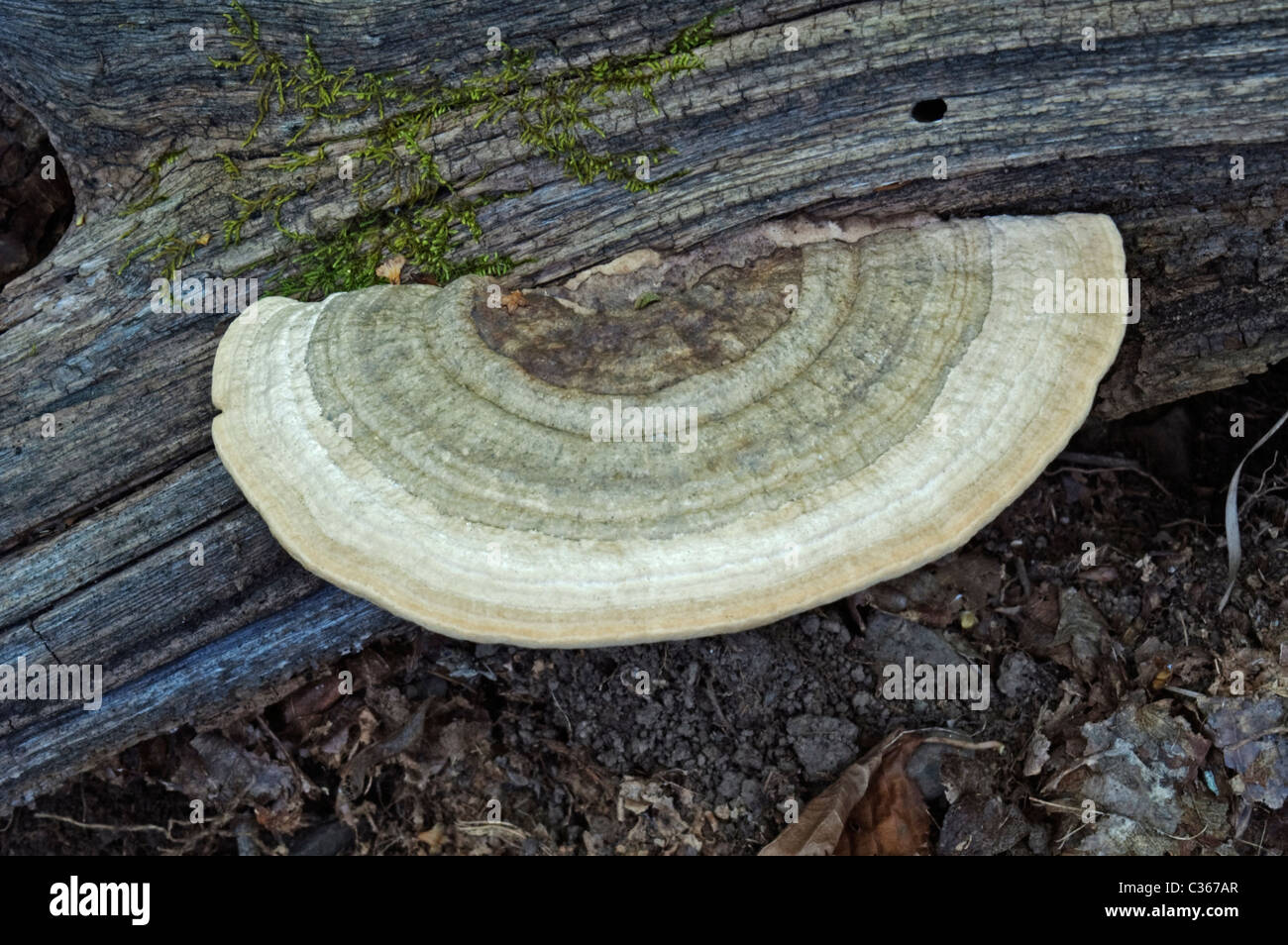 Daedalea fungus (Daedalea dickinsii Stock Photo - Alamy