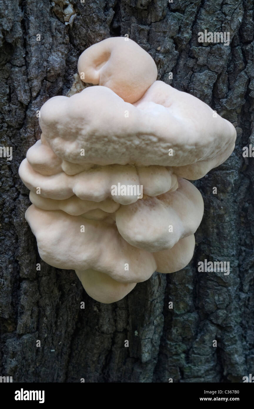 Sulphur shelf (Laetiporus sulphureus Stock Photo - Alamy