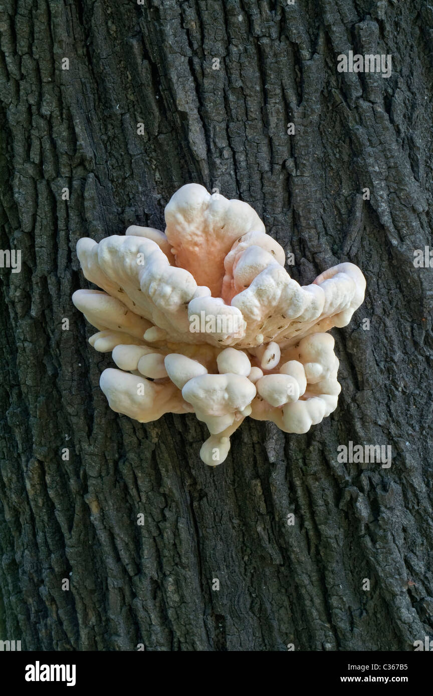 Sulphur shelf (Laetiporus sulphureus Stock Photo - Alamy